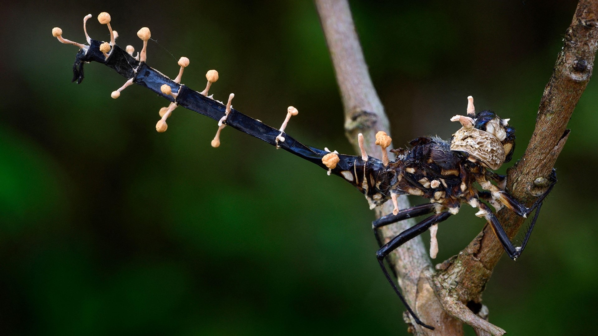 Is the Cordyceps fungus in 'The Last of Us' a threat to humans? | abc10.com