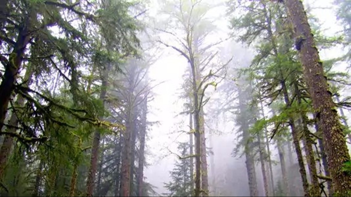 Elliott State Forest to remain public-owned as a research forest ...