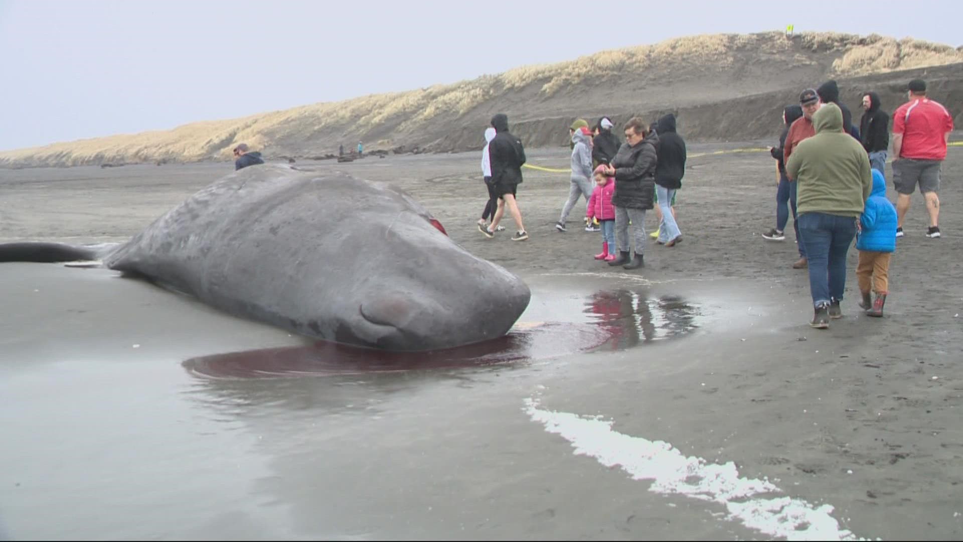 40-foot-long whale washed up on the Oregon coast | abc10.com