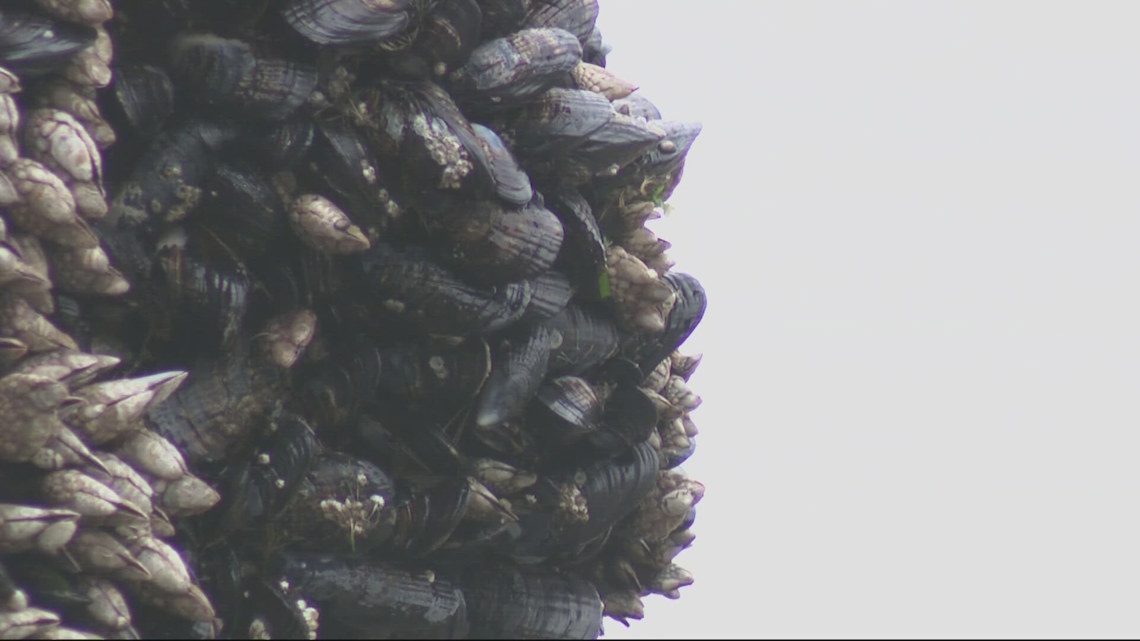 Shellfish harvesting closed along Oregon Coast | abc10.com