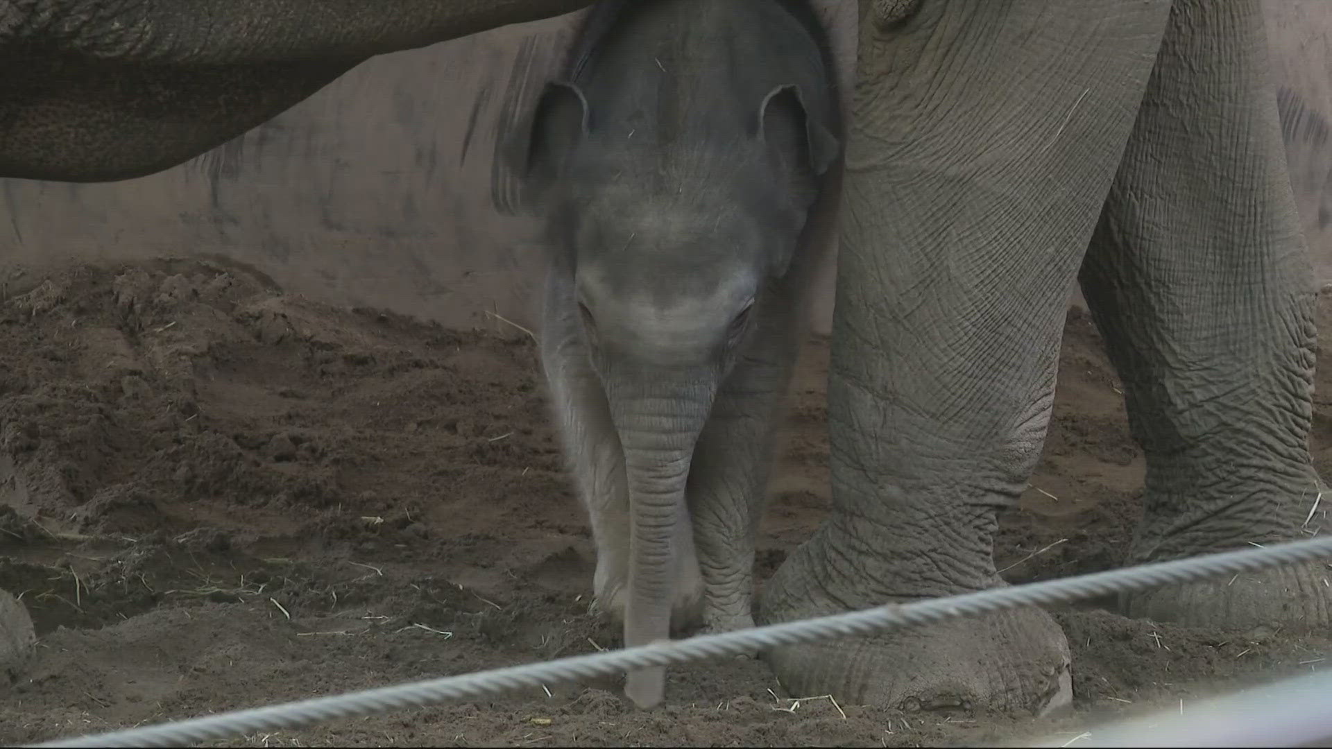 Oregon Zoo's baby elephant Tula-Tu open to visitors this Friday | abc10.com