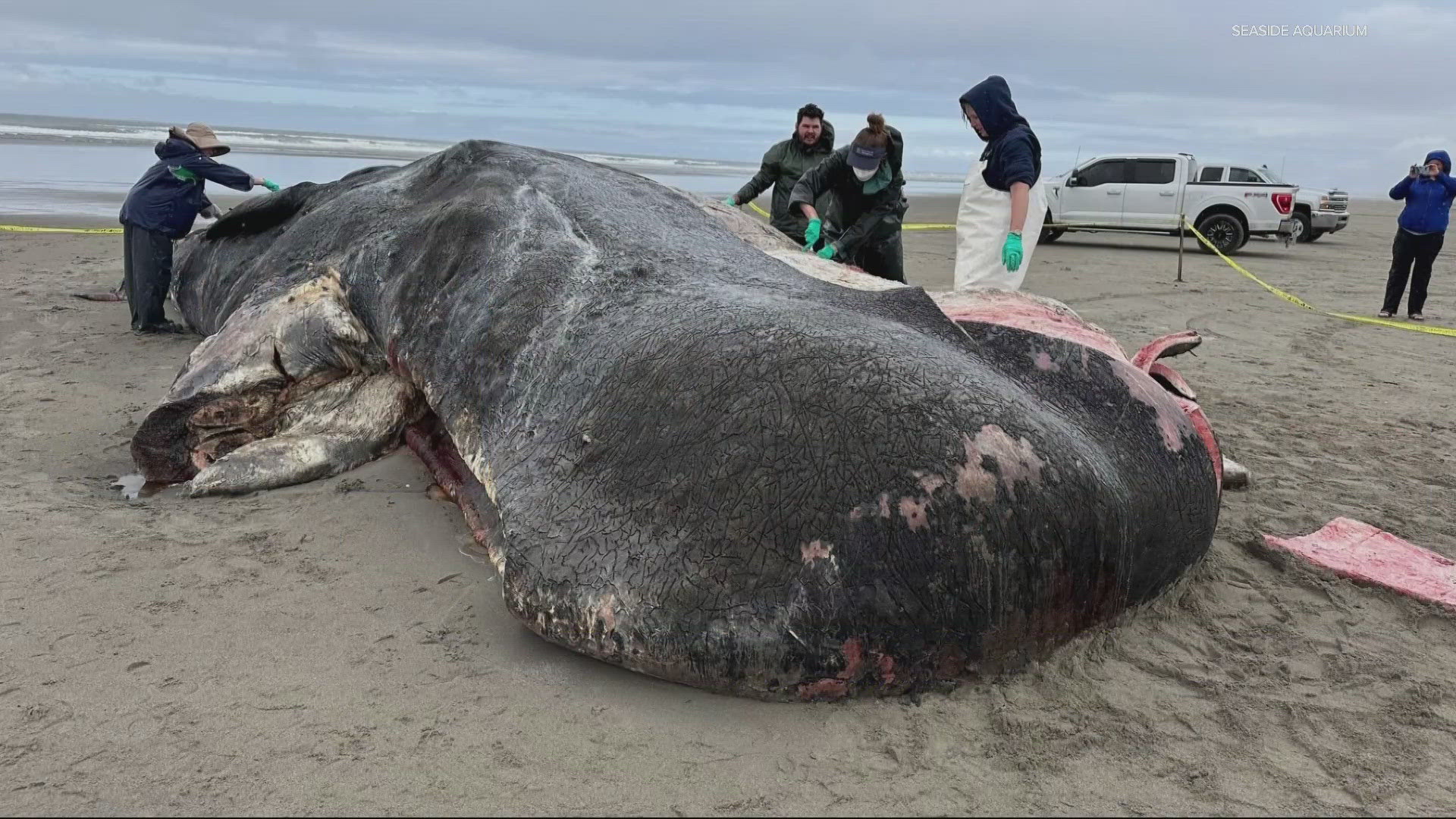 Dead sperm whale on Oregon beach will remain to feed local ecosystem ...