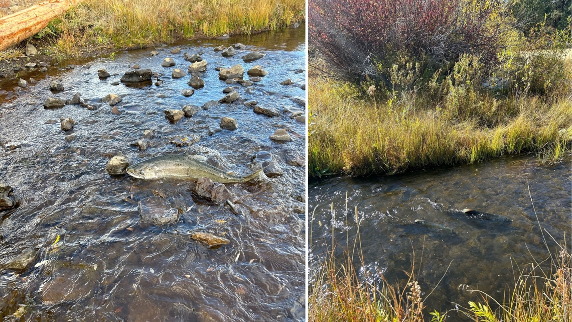 Salmon return to Klamath Basin in Oregon after dam removals | abc10.com
