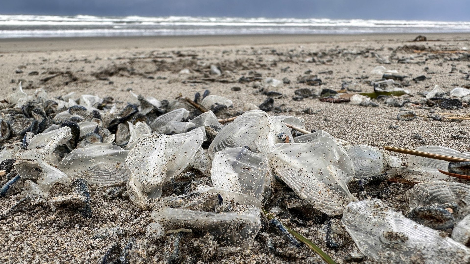Odd blue jellyfish-like creatures wash up on Oregon beaches | abc10.com