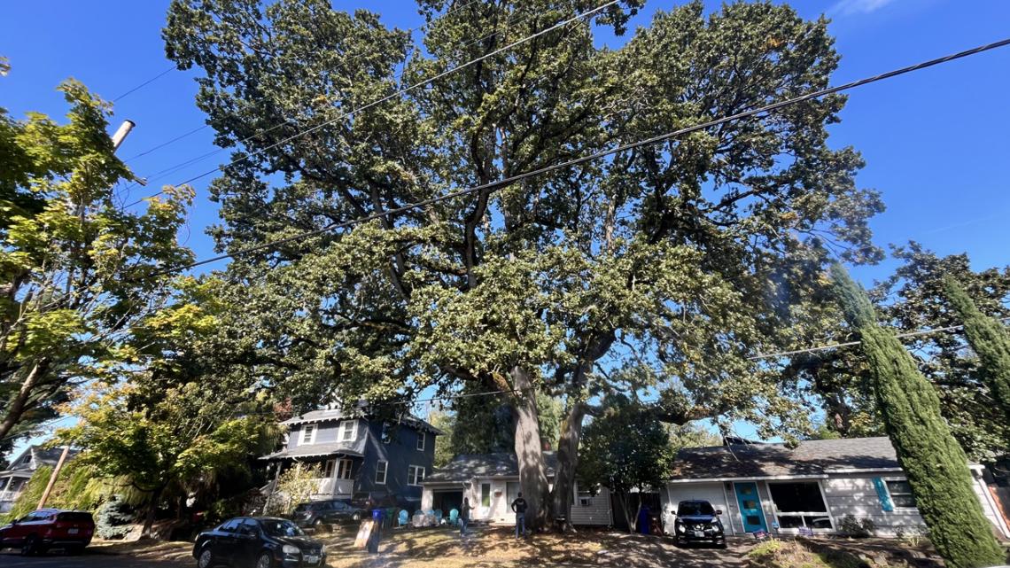 City of Portland asks couple to pay for $20K tree removal | abc10.com