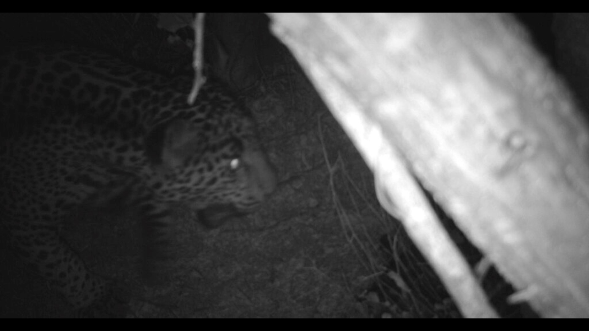 'El Jefe' the jaguar photographed in Mexico | abc10.com