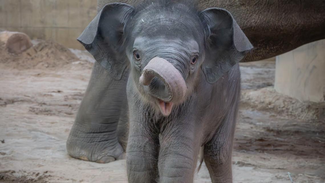 Oregon Zoo's baby elephant Tula-Tu open to visitors this Friday | abc10.com