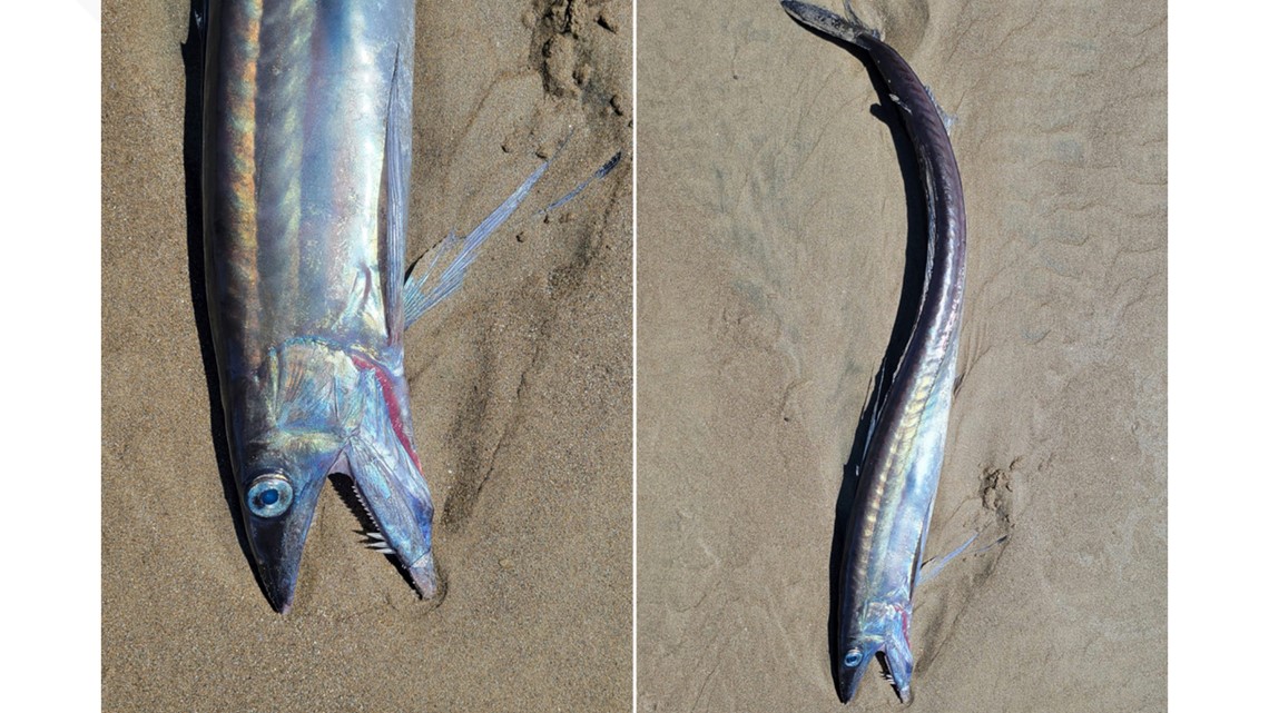 Deep-sea lancetfish wash up along the Oregon coast | abc10.com
