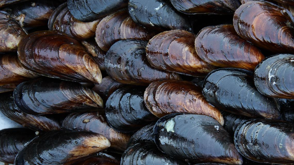 Oregon mussels have sickened at least 20, officials warn | abc10.com