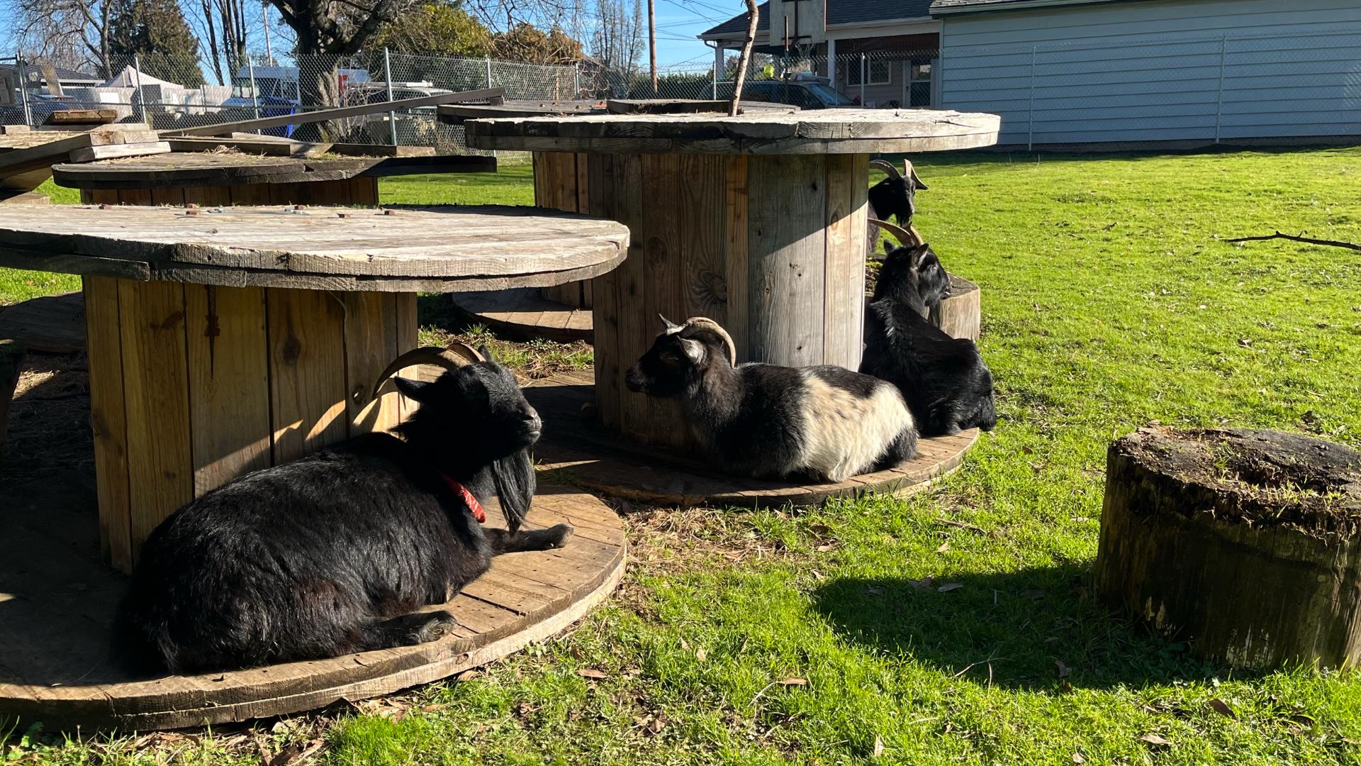 Portland's Belmont Goats looking for new, permanent home | abc10.com