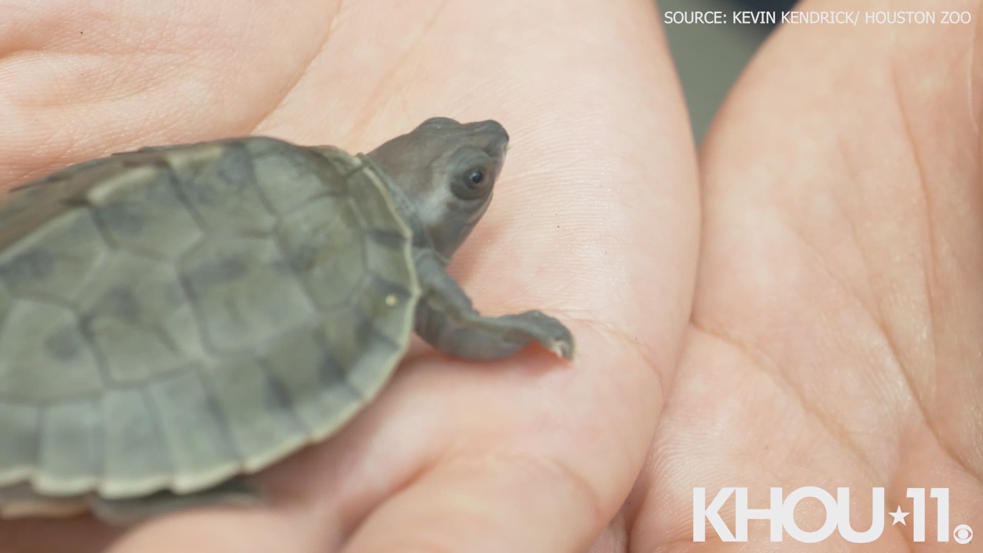 Baby turtles! Houston Zoo has first ever hatching of highly endangered ...