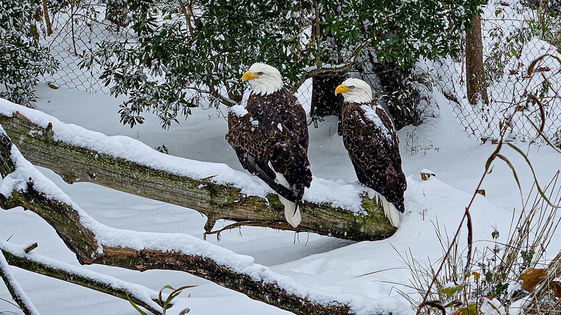 Snow day at the Houston Zoo | Photos | abc10.com