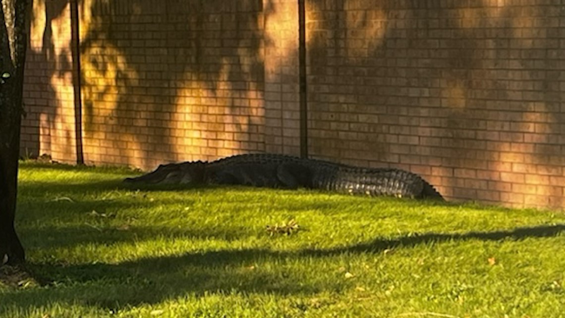 Large gator spotted roaming around Texas neighborhood | abc10.com