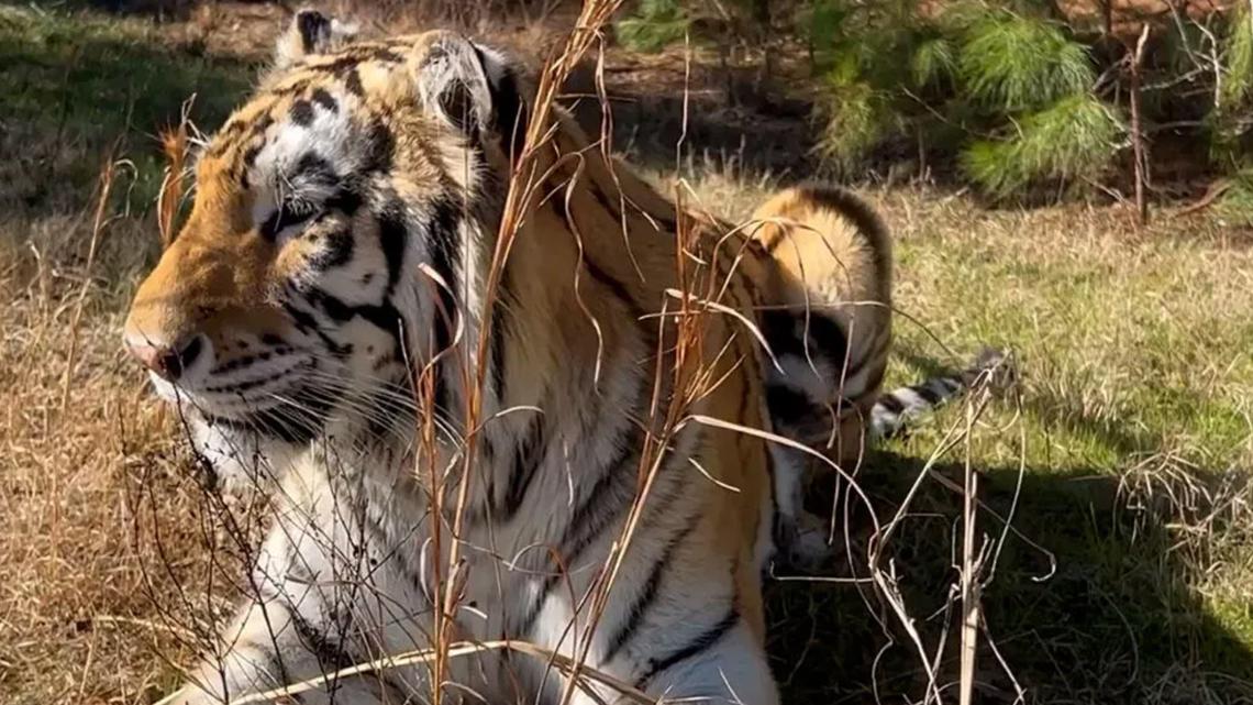These rescued Texas tigers are celebrating a significant anniversary ...