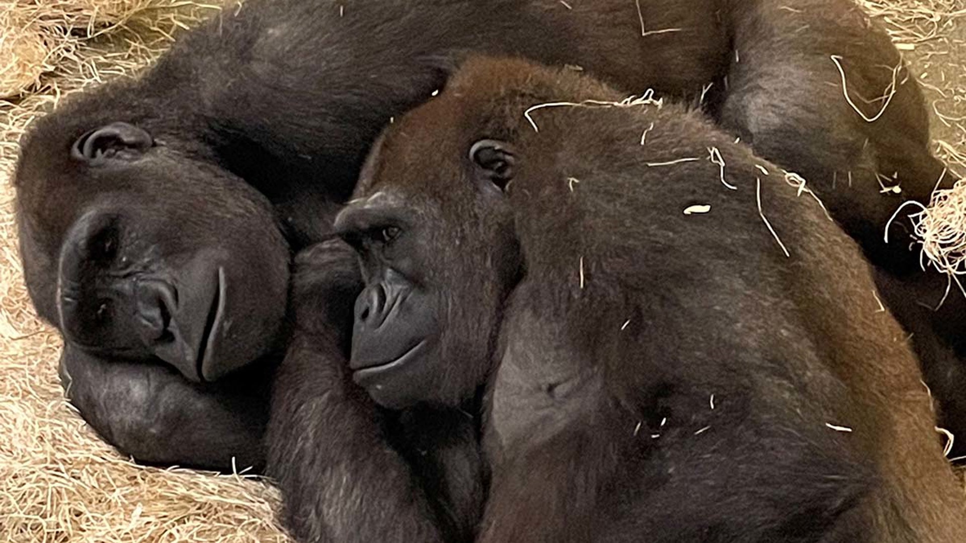 Snow day at the Houston Zoo | Photos | abc10.com