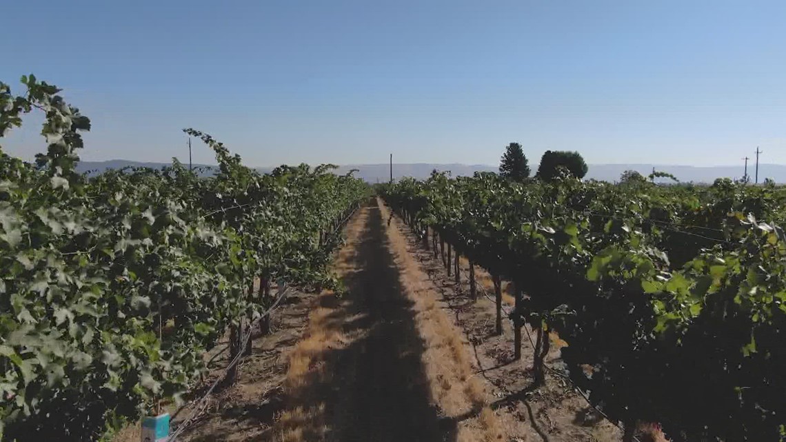 Researchers study how to combat wildfire smoke impact to wine | abc10.com