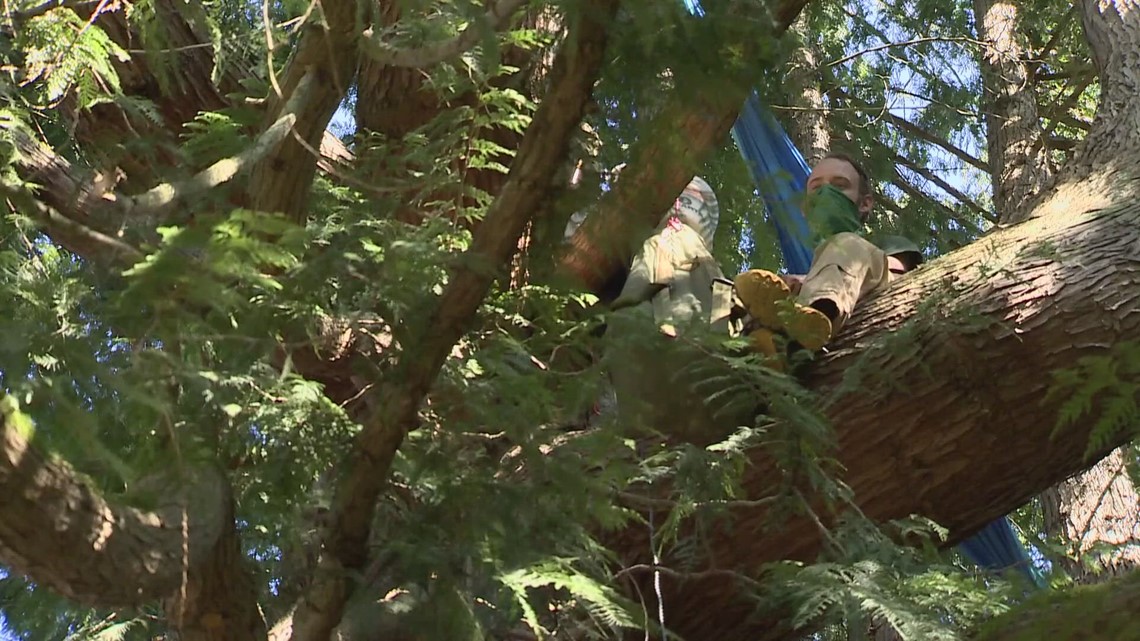 Environmental activist goes to new heights to save 80-foot tree in ...