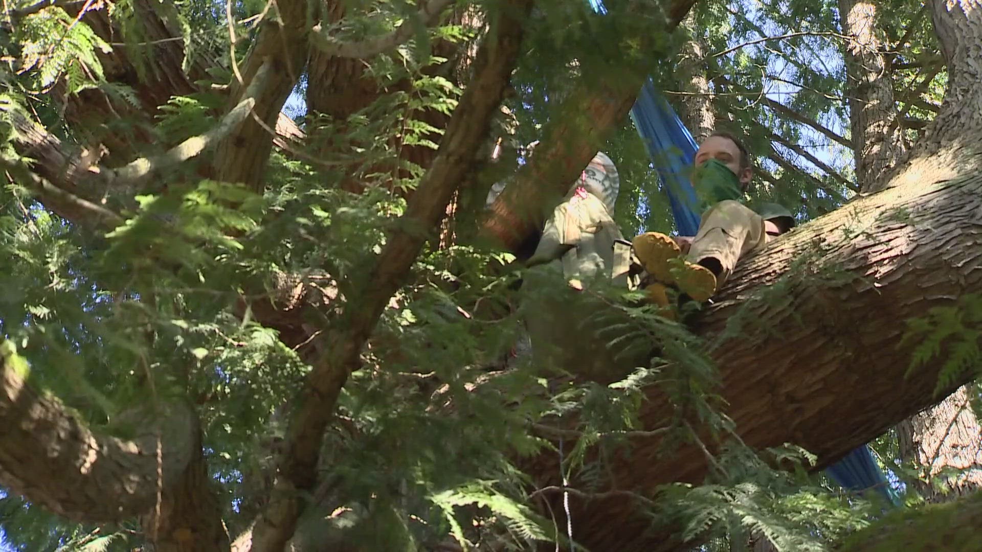 Environmental activist goes to new heights to save 80-foot tree in ...