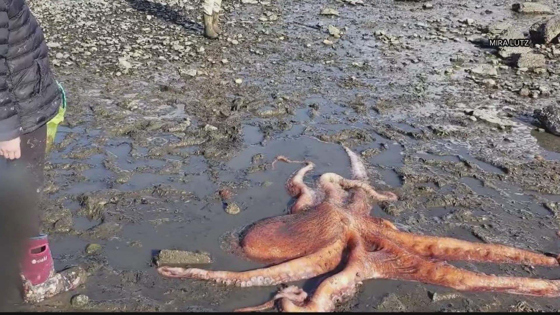 Giant Pacific octopus rescue in Mount Vernon caught on camera | abc10.com