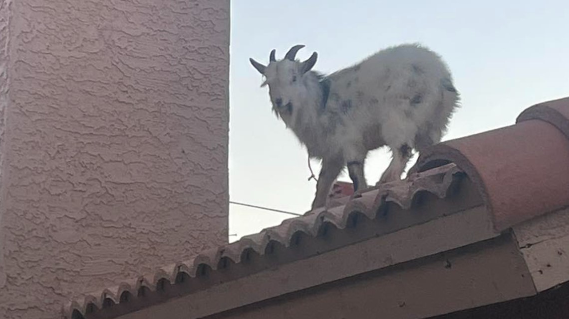 Fire department rescues goat from Glendale roof | abc10.com