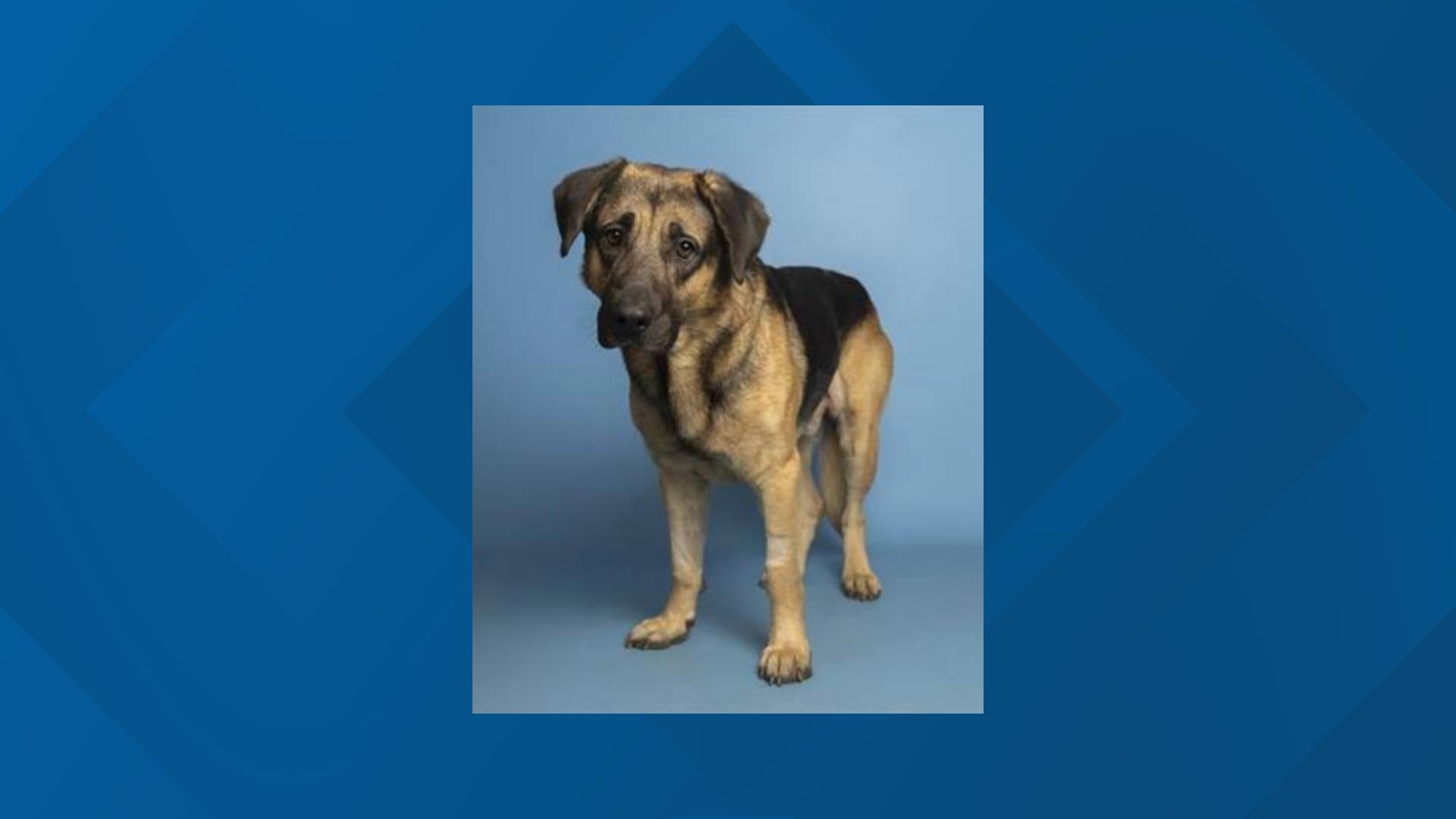 Arizona dog finds forever home after being impaled, disemboweled ...