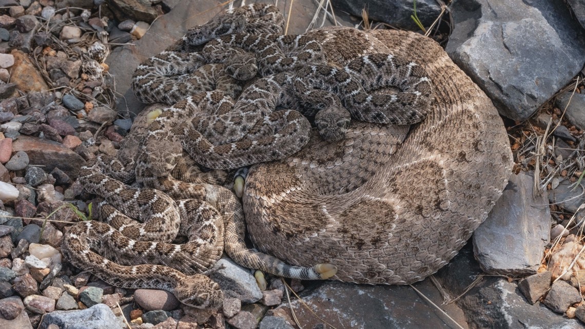 How to avoid getting bitten by rattlesnakes | abc10.com