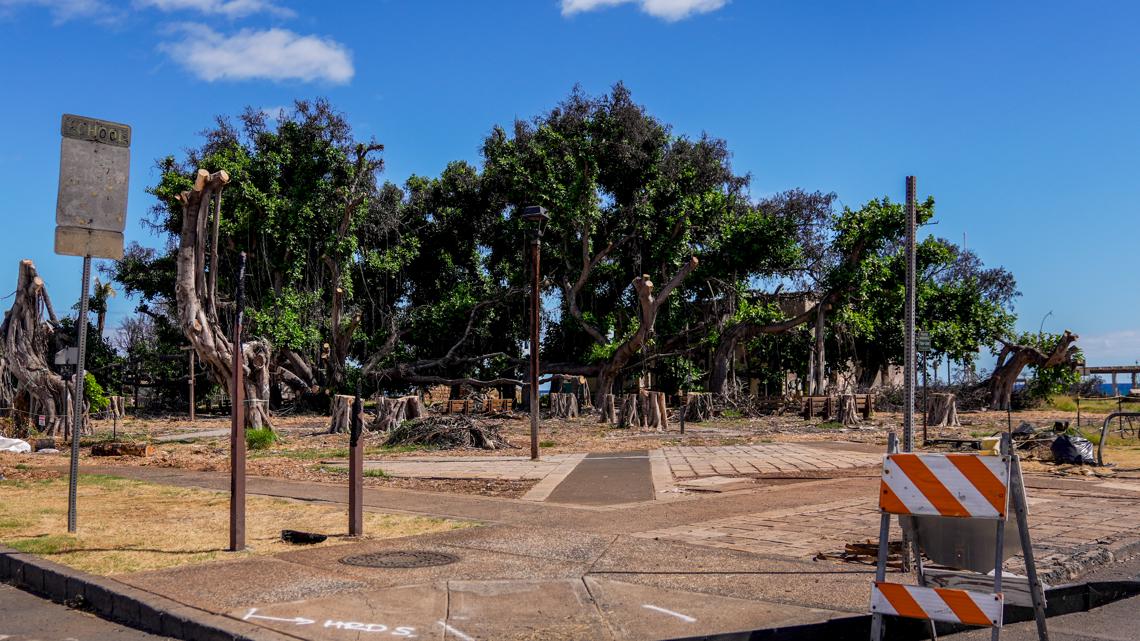 Lahaina's more than 150-year-old banyan tree shows new growth | abc10.com