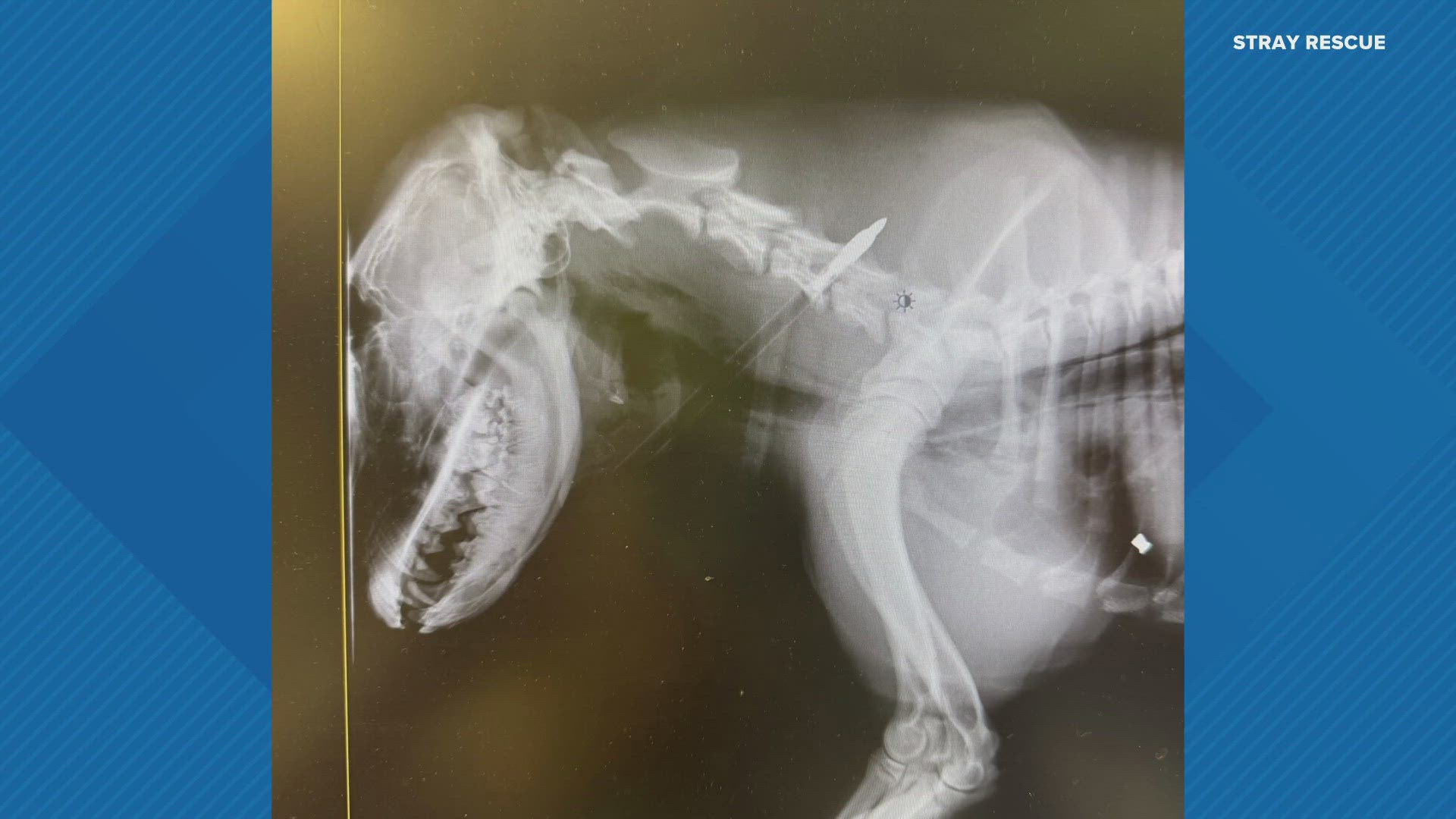 Stray Rescue saves injured dog with arrow lodged in neck | abc10.com