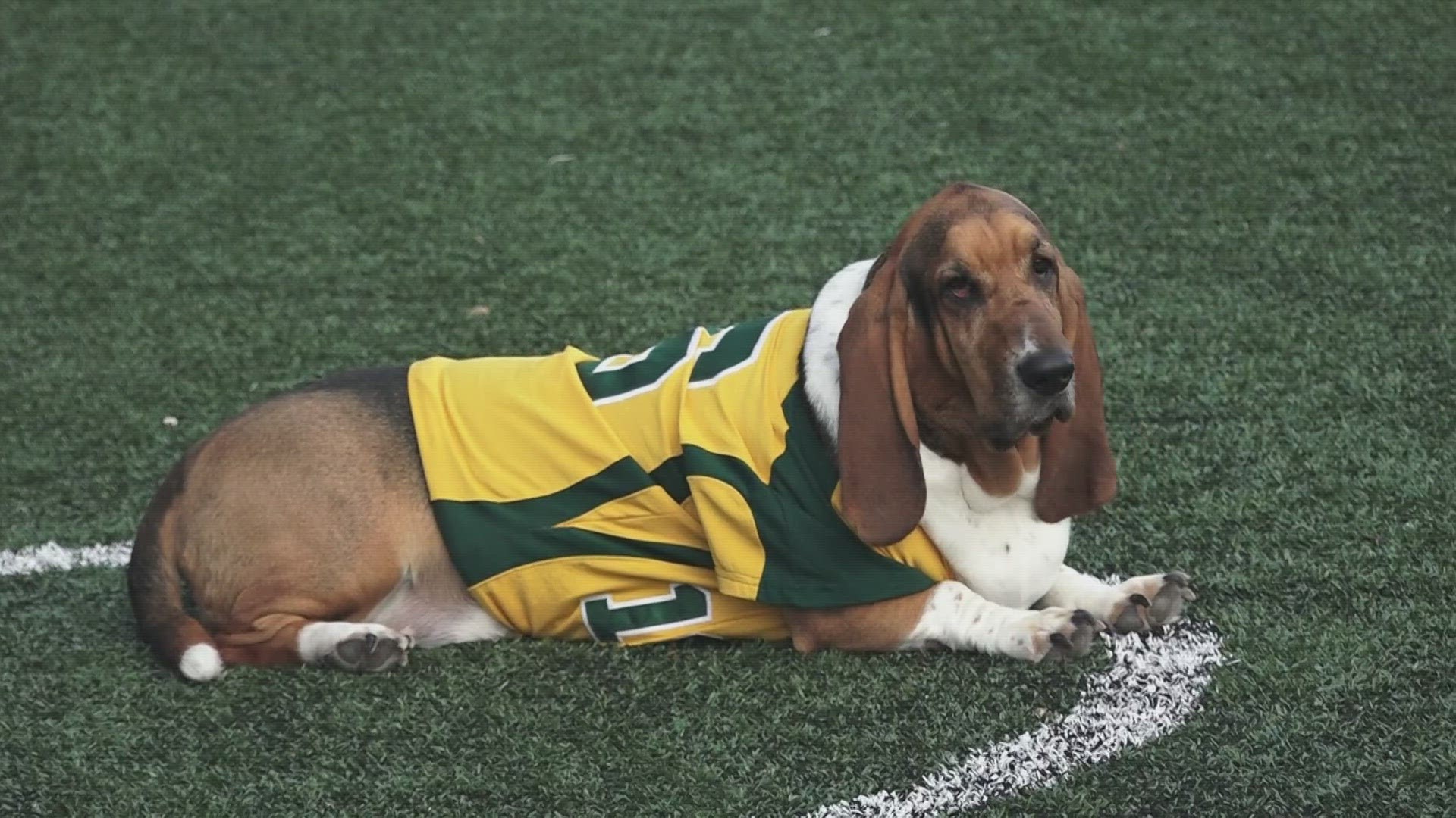 Arkansas Tech softball names dog as emotional support coach | abc10.com