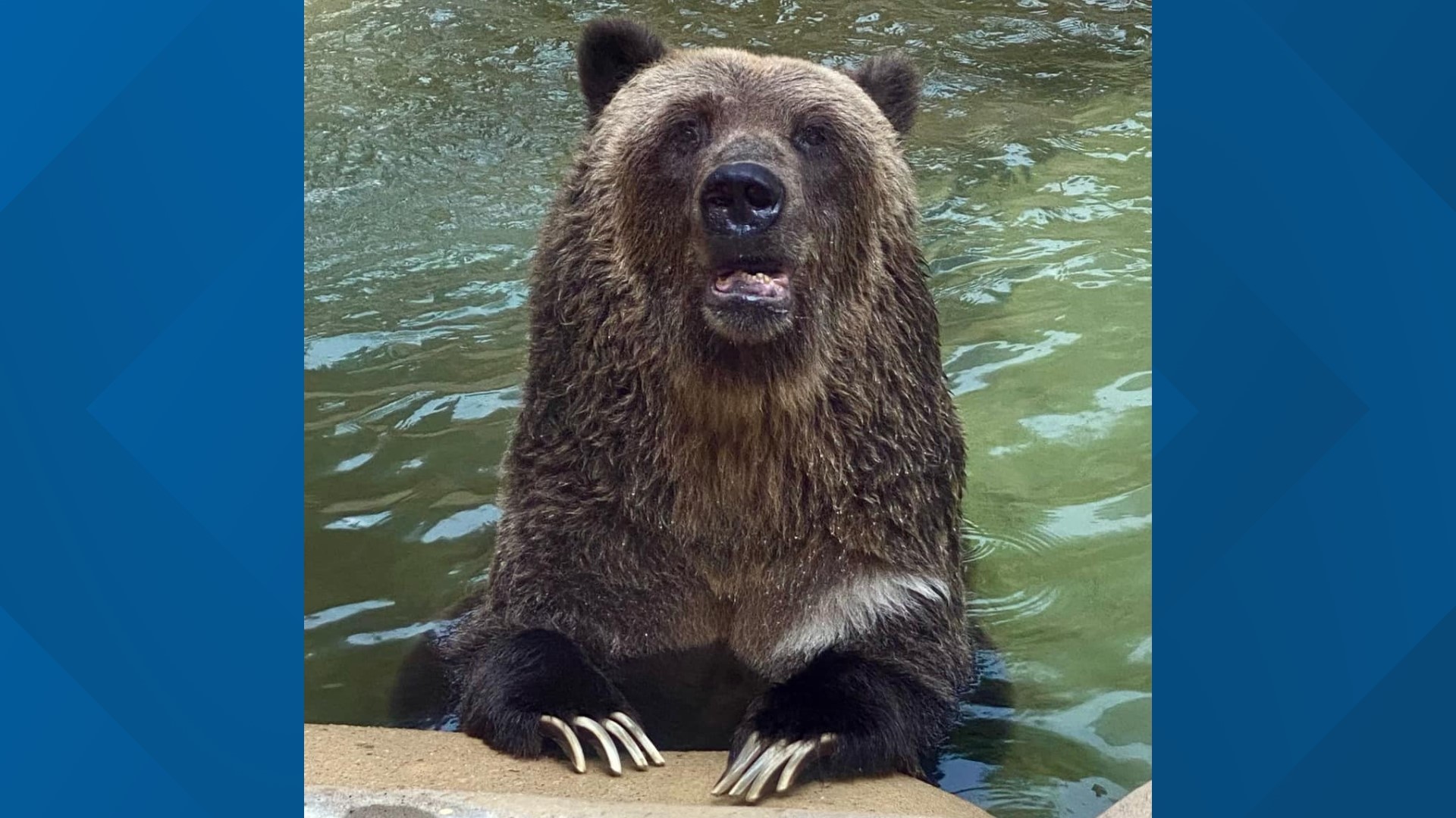 Last remaining grizzly bear at Little Rock Zoo dies | abc10.com