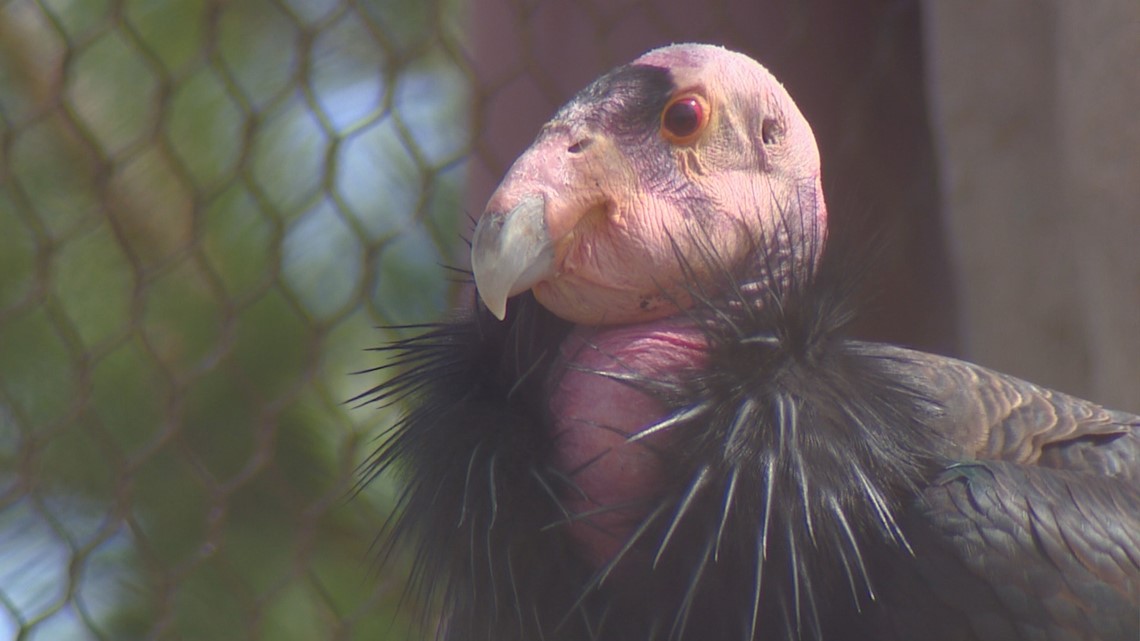 Peregrine Fund working emergency campaign to save California Condors ...