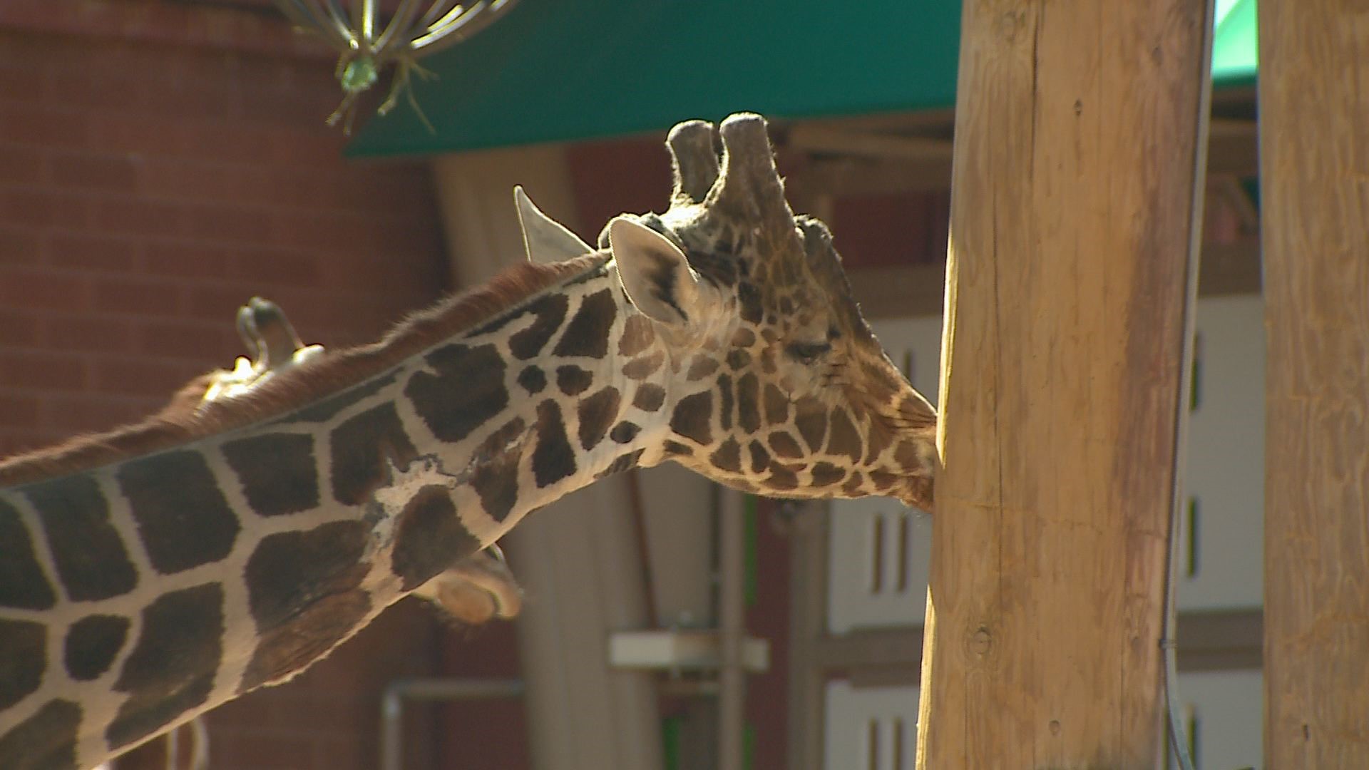 Denver Zoo quietly welcomes newborn giraffe | abc10.com