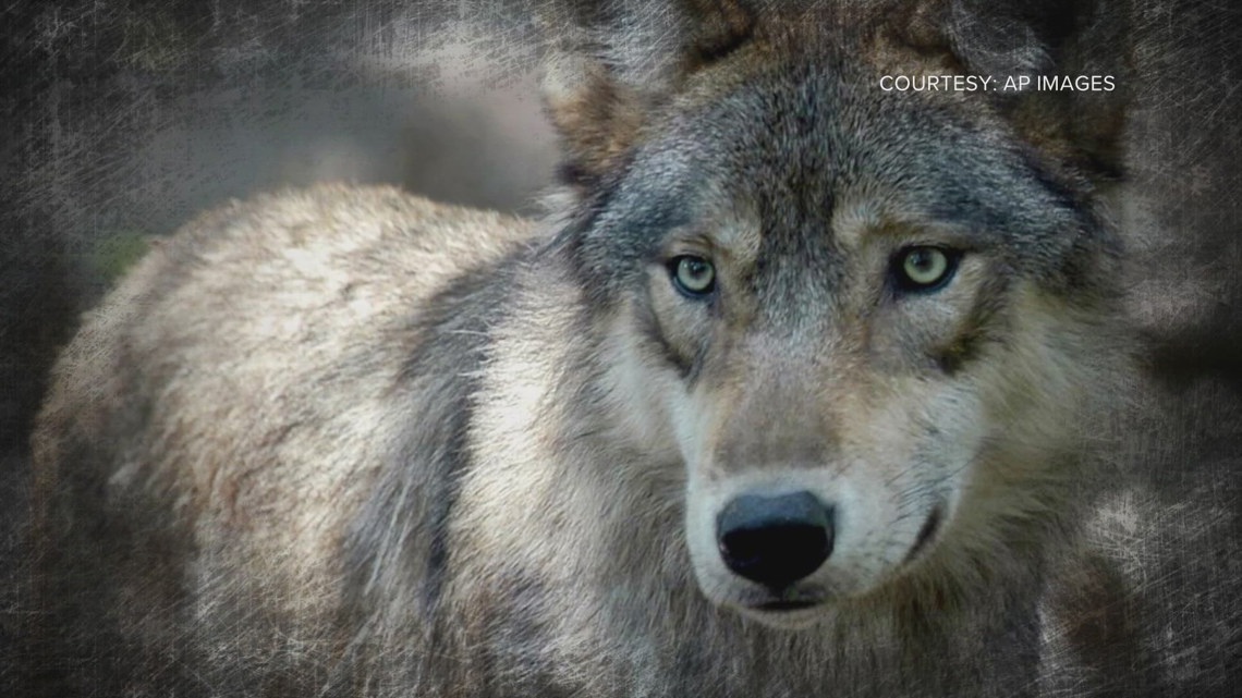 Reintroduced Colorado wolves reproduce | abc10.com