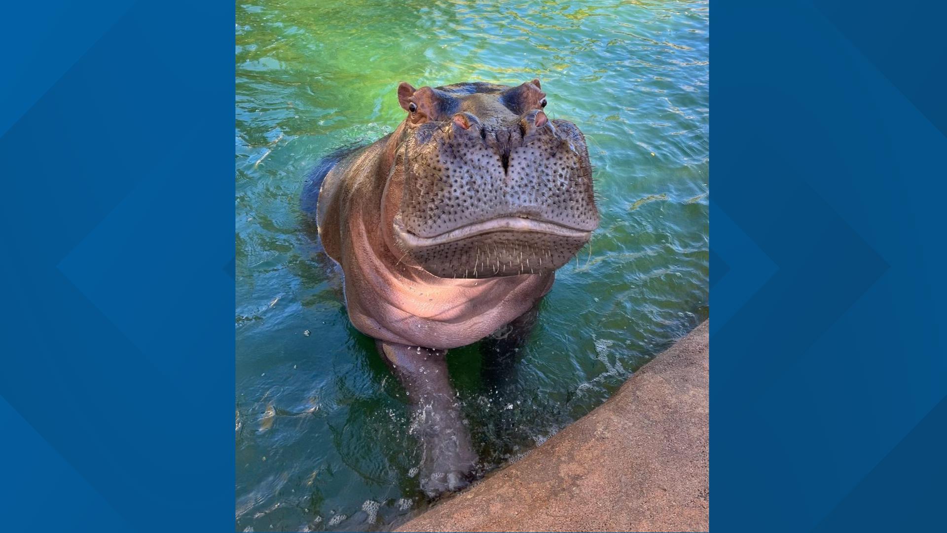 Denver Zoo hippo moving to Texas for new habitat | abc10.com