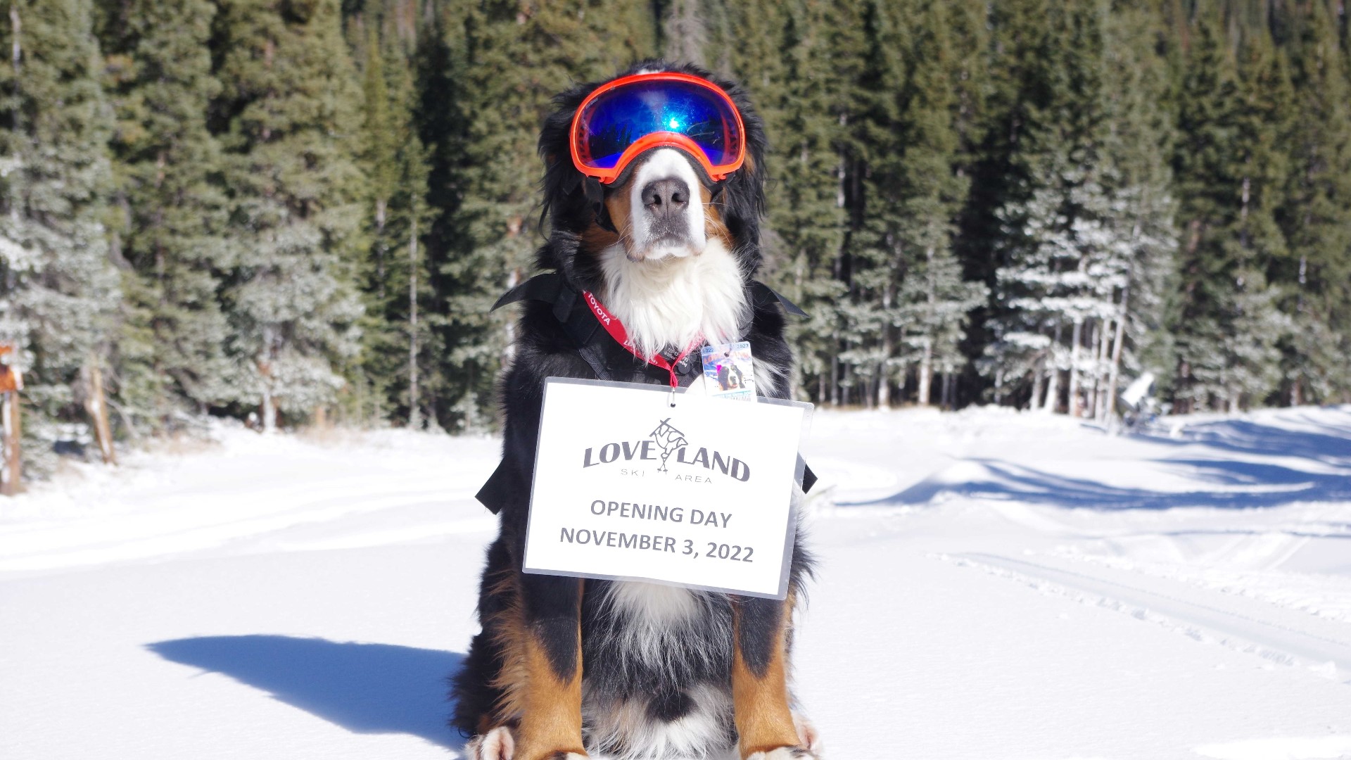 Parker the Snow Dog, a beloved Colorado mascot, dead after car crash ...