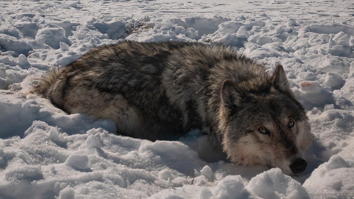 Map shows where Colorado wolves have gone since reintroduction | abc10.com