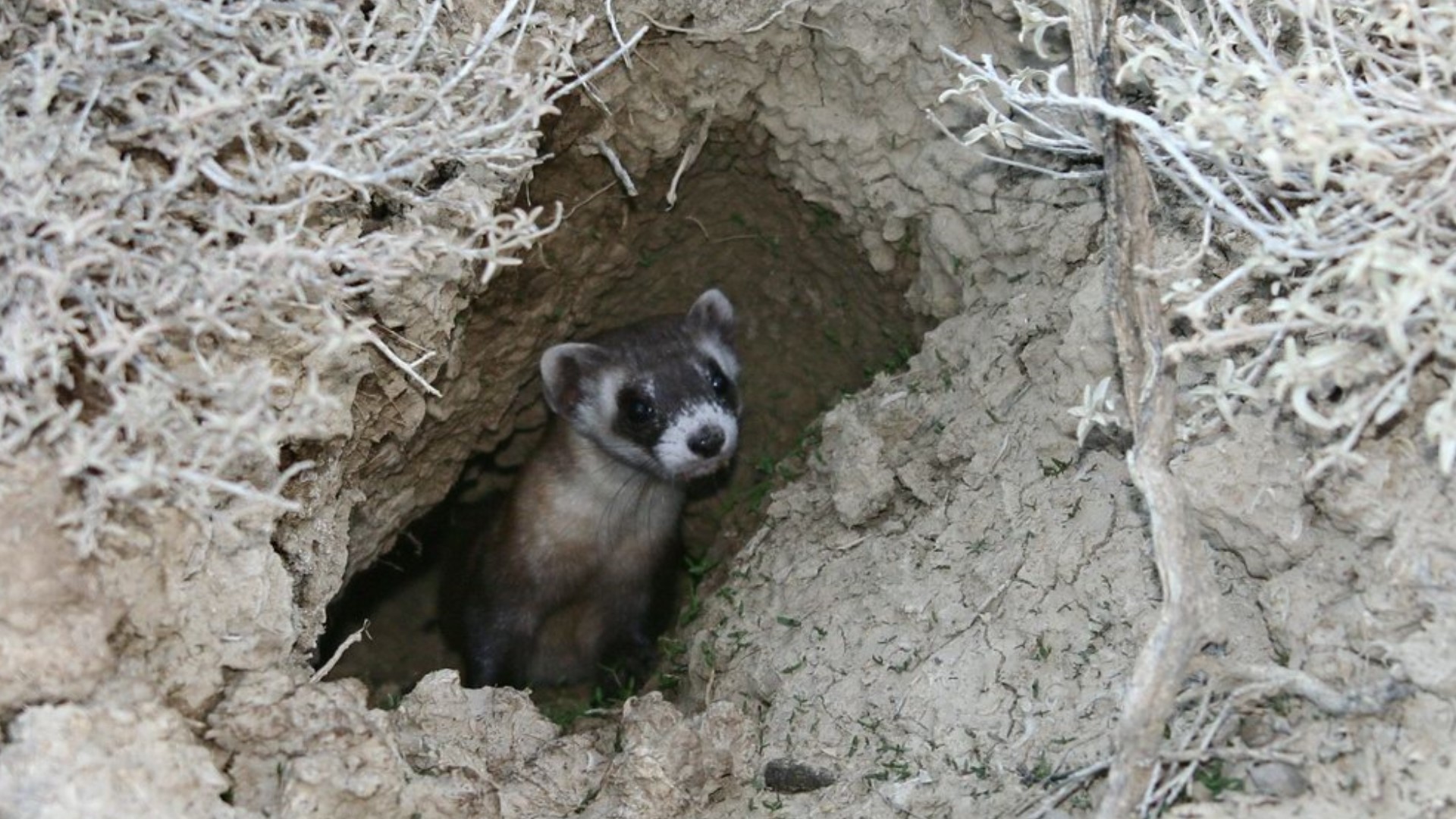 Working to save the black-footed ferret with conservation, cloning and ...