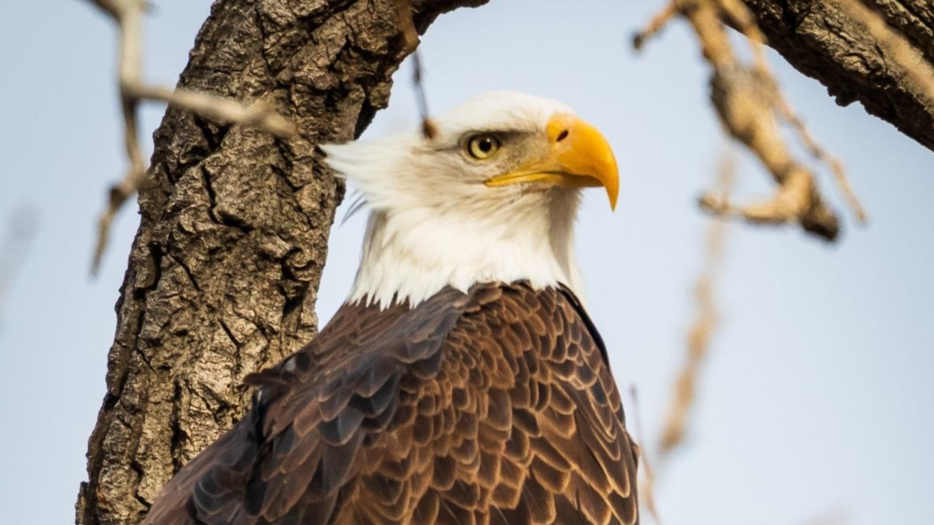Record high bald eagle population in Colorado | abc10.com