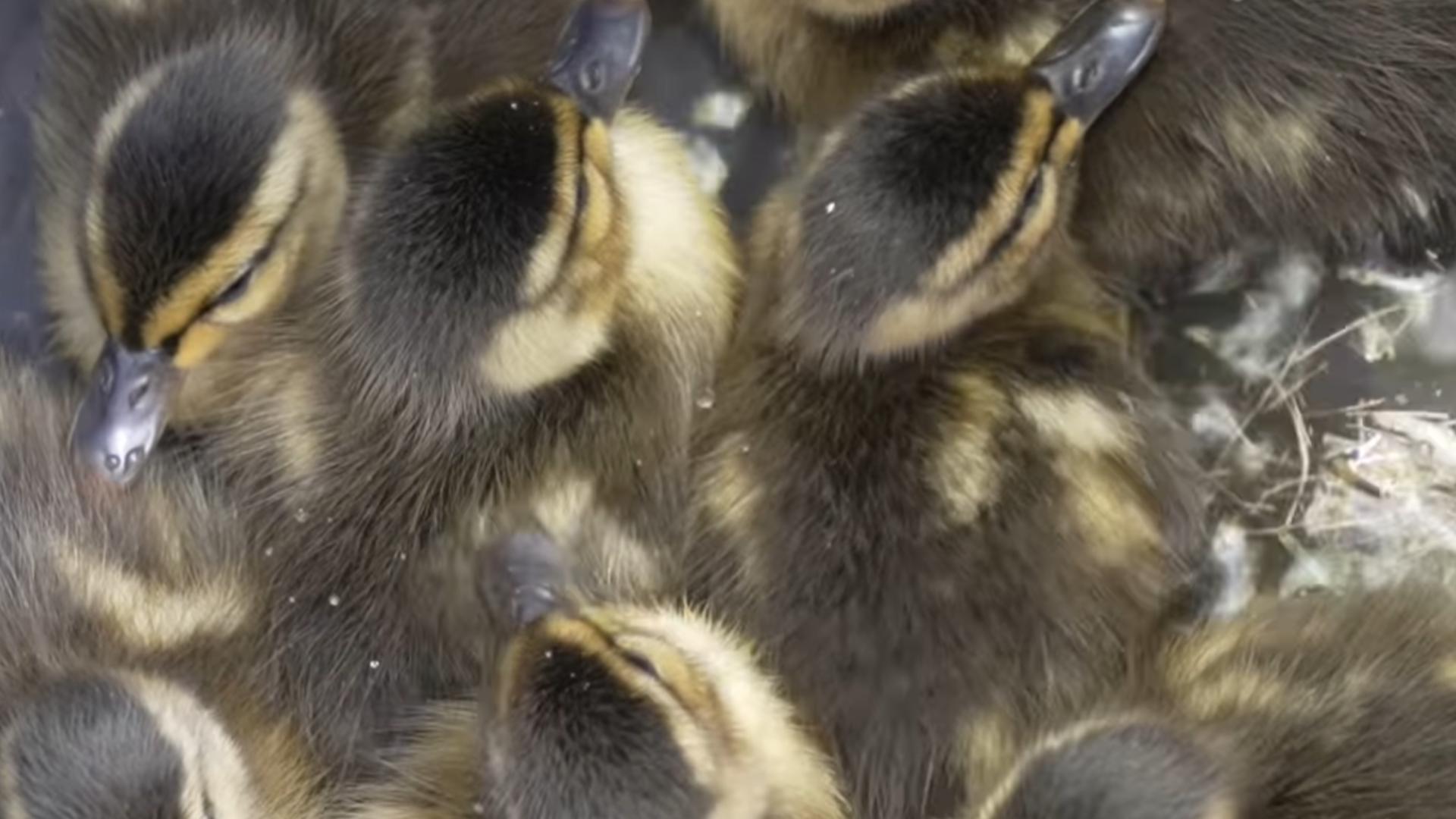 New York firefighters rescue 11 ducklings from storm drain | abc10.com