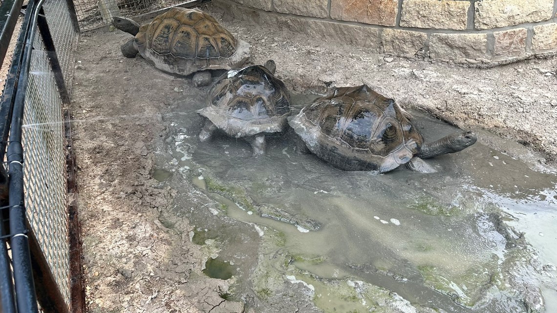 How the Austin Zoo keeps its animals cool during hot temperatures ...