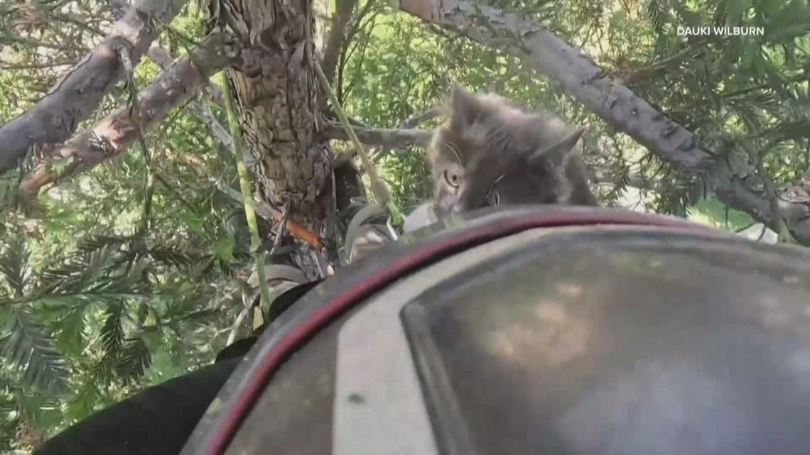 Expert tree climber rescues cat stranded 60 feet high at Stanislaus ...