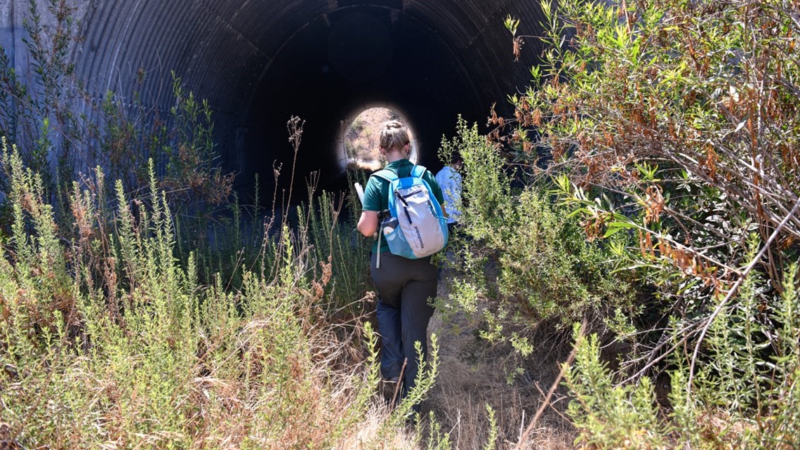 State betting new highway crossings will keep wildlife safe | abc10.com