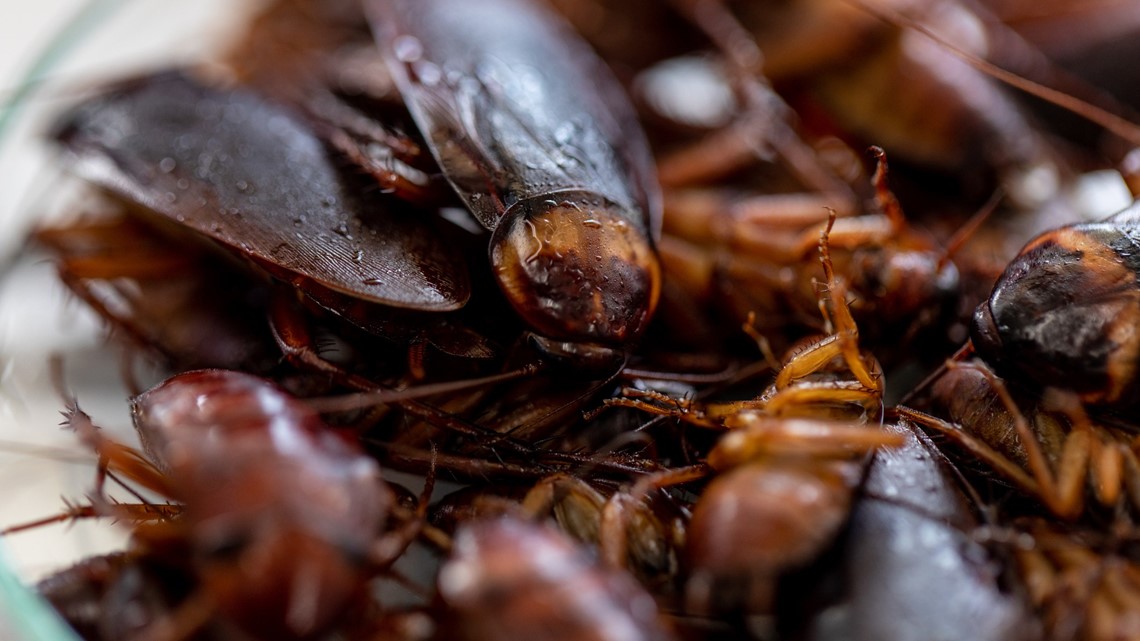 Roaches found at Arden Fair California Pizza Kitchen | abc10.com