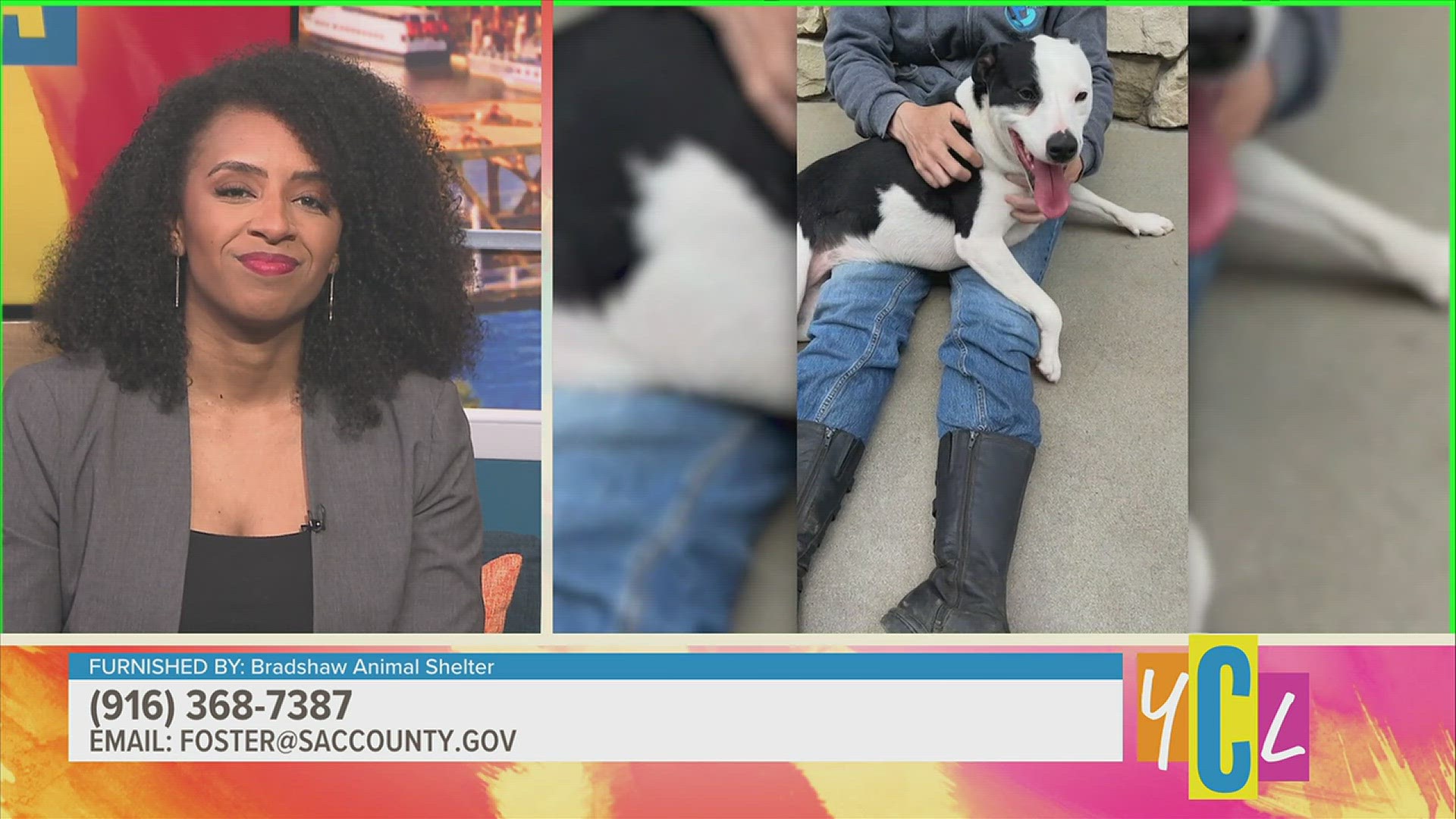 Pet of the Week: Mitch | abc10.com