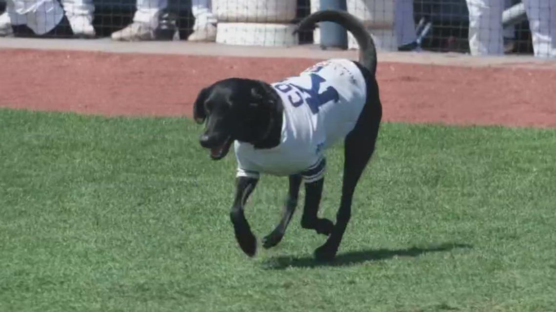 Bat-retrieving dog at UC Davis might be one of a kind | abc10.com