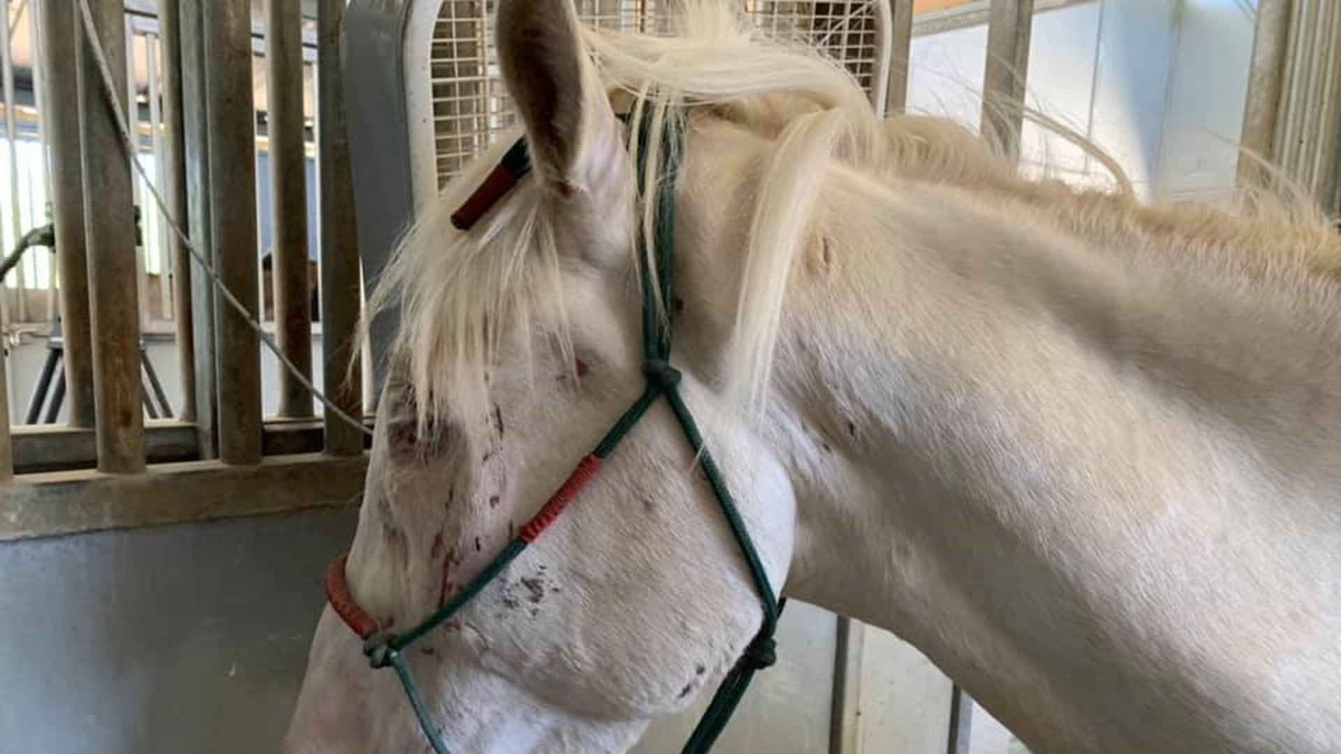 'Worst cases of emaciation I've ever seen.' | Horse recovering after ...