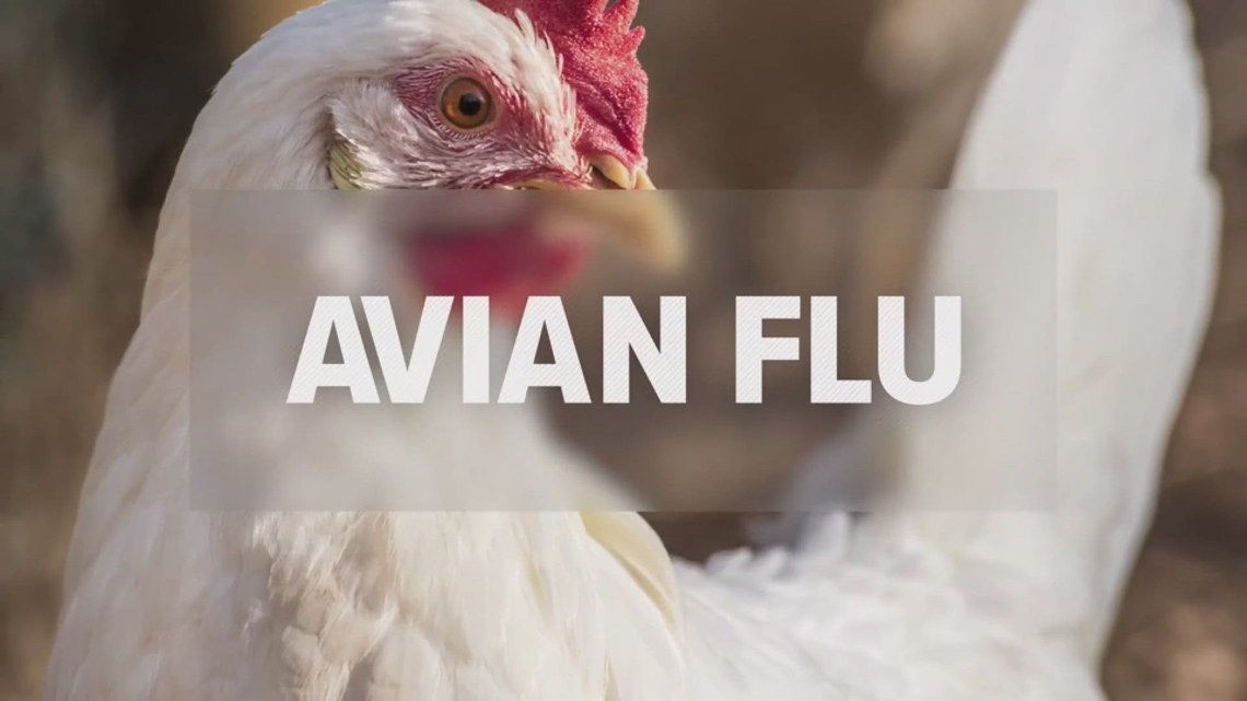 Bird Flu California: What is it, public health risks and more | abc10.com