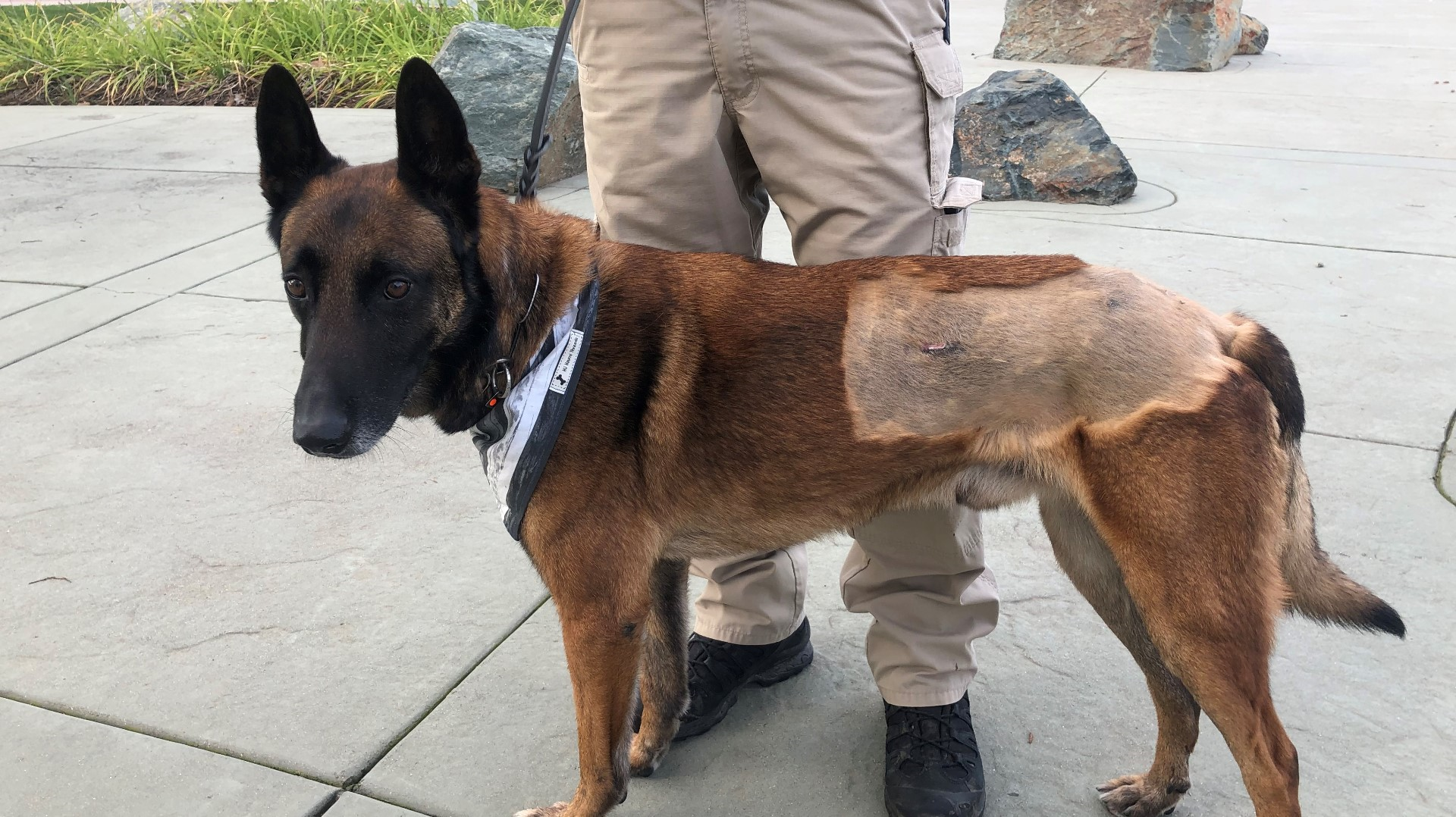 K9 Eros back up and running after January shooting | abc10.com