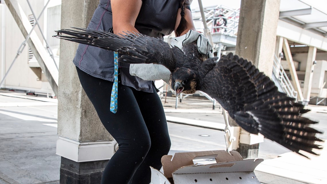 Peregrine falcons nesting at UC Davis Medical Center | abc10.com