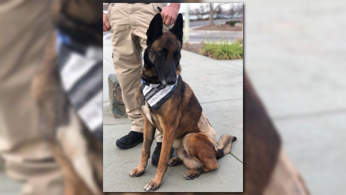 K9 Eros back up and running after January shooting | abc10.com